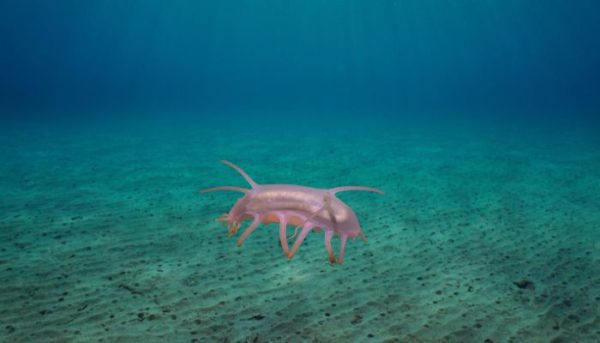 Los Animales Marinos Raros que Podrían Desaparecer