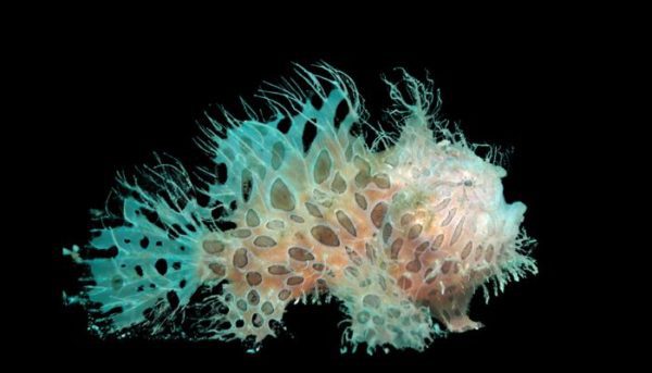 Los Animales Marinos Raros que Podrían Desaparecer