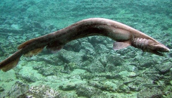 Los Animales Marinos Raros que Podrían Desaparecer